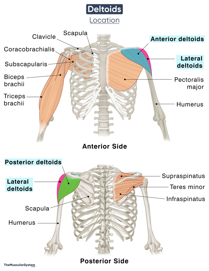 Deltoid Muscle Parts Origin Insertion Action Innervation