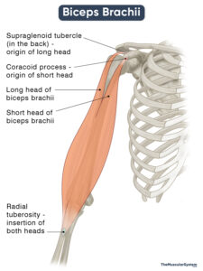 Biceps Brachii Muscle - Action, Origin, Insertion, & Diagram