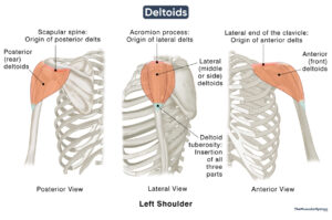 Deltoid Muscle: Parts, Origin, Insertion, Action, & Innervation