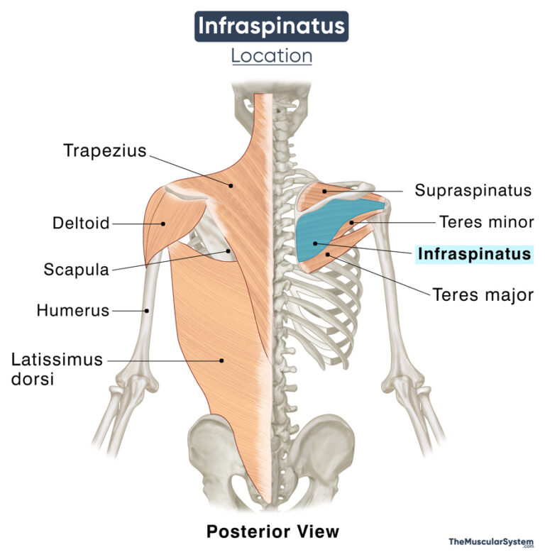Infraspinatus: Action, Origin, Insertion, Innervation, & Diagram
