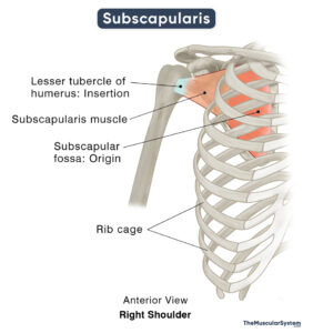 Subscapularis: Action, Origin, Insertion, Innervation & Diagram