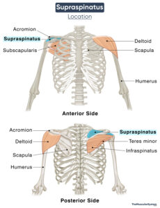 Supraspinatus: Origin, Insertion, Action, Innervation, & Diagram