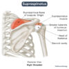 Supraspinatus: Origin, Insertion, Action, Innervation, & Diagram
