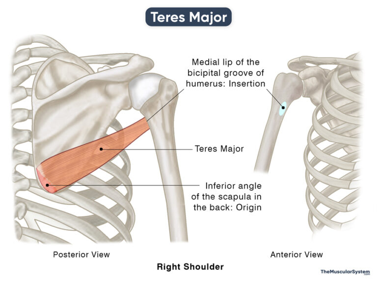Teres Major: Action, Origin, Insertion, Innervation & Diagram
