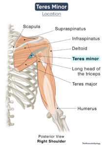 Teres Minor: Action, Origin & Insertion, Innervation, & Diagram