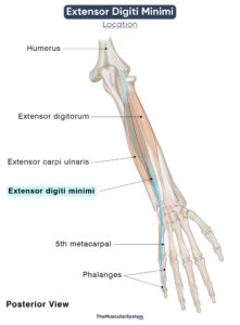 Extensor Digiti Minimi: Origin, Insertion, and Action