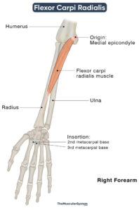 Flexor Carpi Radialis: Action, Origin, Insertion, Innervation