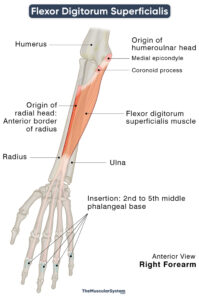 Flexor Digitorum Superficialis: Action, Origin, Insertion, Innervation