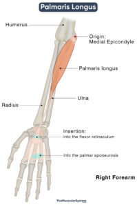 Palmaris Longus: Action, Origin, Insertion, & Pictures