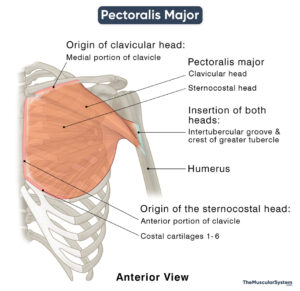 Pectoralis Major: Origin, Insertion, Action, Innervation, Diagram
