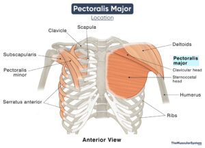 Pectoralis Major: Origin, Insertion, Action, Innervation, Diagram