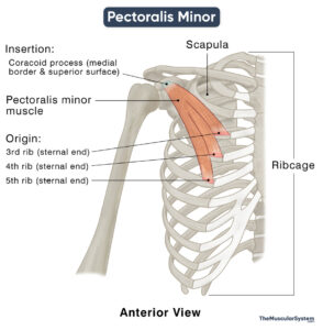 Pectoralis Minor: Action, Origin, Insertion, & Innervation