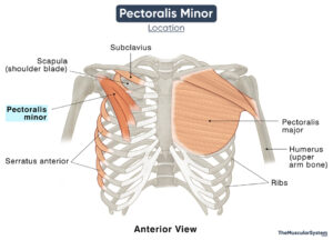 Pectoralis Minor: Action, Origin, Insertion, & Innervation