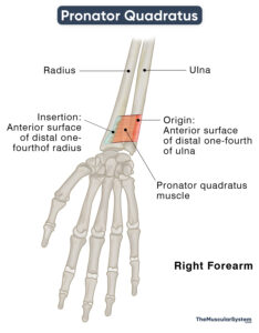 Pronator Quadratus: Action, Origin, Insertion, Innervation