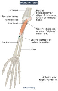 Pronator Teres: Action, Origin, Insertion, Innervation & Diagram