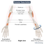 Pronator Teres: Action, Origin, Insertion, Innervation & Diagram