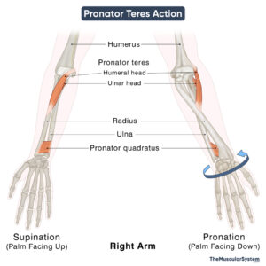 Pronator Teres: Action, Origin, Insertion, Innervation & Diagram