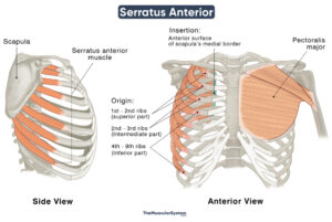 Serratus Anterior: Action, Origin, Insertion, & Innervation