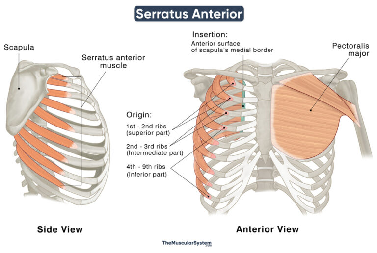 Serratus Anterior: Action, Origin, Insertion, & Innervation