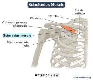 Subclavius: Origin, Insertion, Action, Innervation