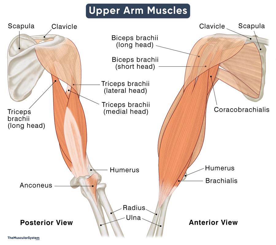 Arm Muscles Names Anatomy With Labeled Diagram Arm Muscles Names Anatomy With Labeled Diagram