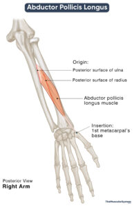 Abductor Pollicis Longus: Action, Origin, Insertion, & Innervation