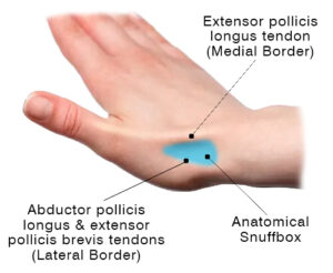 Anatomical Snuffbox: Borders and Contents