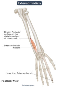 Extensor Indicis: Action, Origin, Insertion, & Innervation