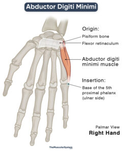 Abductor Digiti Minimi of Hand: Origin, Insertion, & Innervation