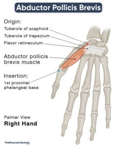 Abductor Pollicis Brevis: Action, Innervation, Diagram