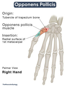 Opponens Pollicis: Action, Origin, Insertion, & Diagram