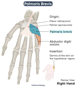 Palmaris Brevis: Origin, Insertion, Action, Diagram