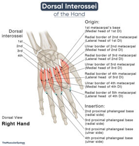 Dorsal Interossei of Hand: Origin, Insertion, Innervation, Diagram