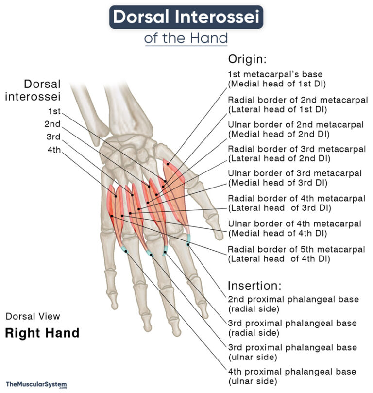 Dorsal Interossei of Hand: Origin, Insertion, Innervation, Diagram