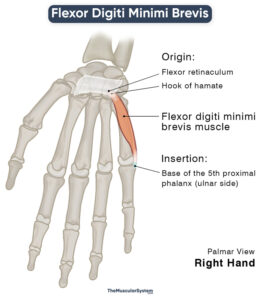 Flexor Digiti Minimi Brevis of Hand: Origin, Insertion, & Actions