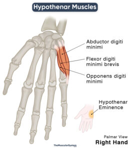 Muscles in the Hypothenar Eminence: Names, Anatomy With Diagram