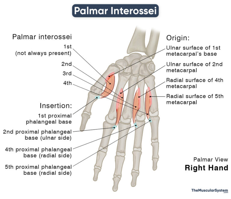 Palmar Interossei - The Muscular System