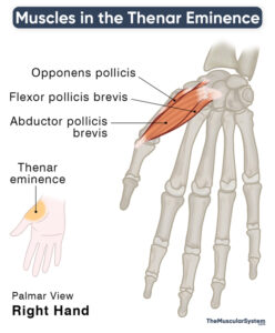 Muscles in the Thenar Eminence: Names, Anatomy, & Diagram