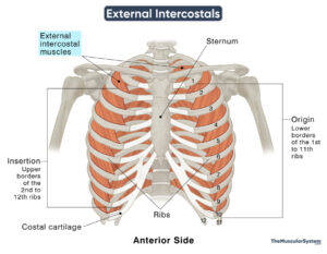 External Intercostals: Origin, Insertion, Action, & Diagram
