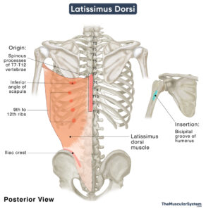 Latissimus Dorsi: Origin, Insertion, Action, Innervation, Diagram