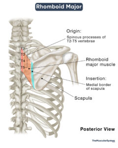 Rhomboid Major: Origin, Insertion, Action, Innervation, Diagram