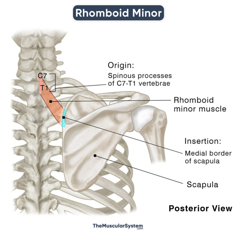 Rhomboid Minor: Origin, Insertion, Action, Innervation, Diagram