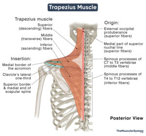Trapezius: Origin, Insertion, Action, Innervation, Diagram