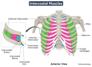 Intercostal Muscles: Origin, Insertion, Action, & Diagram