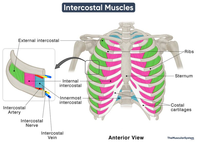 Intercostal Muscles: Origin, Insertion, Action, & Diagram
