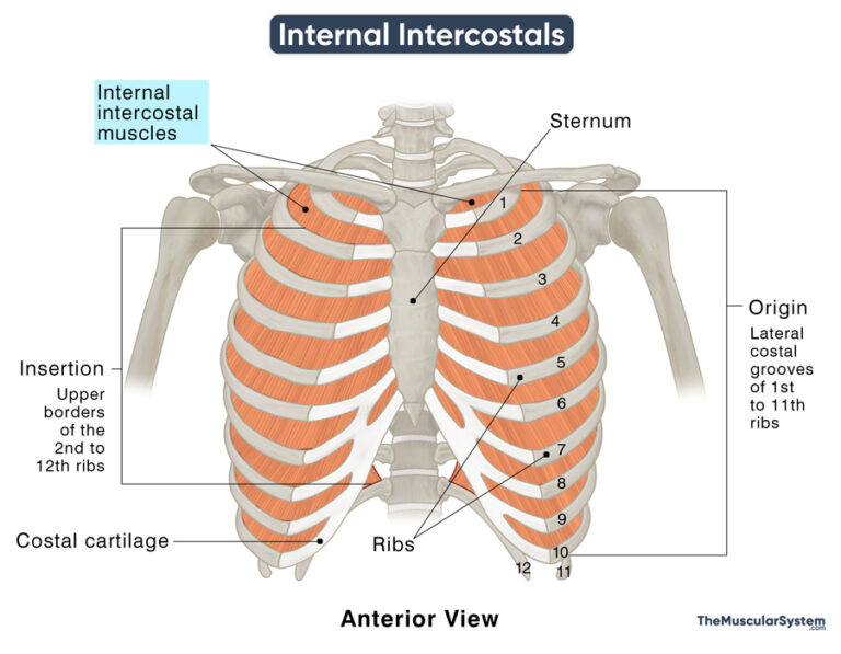 Internal Intercostals: Origin, Insertion, Action, & Diagram