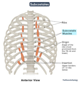Subcostal Muscles (Subcostalis): Origin, Insertion, Action, Diagram
