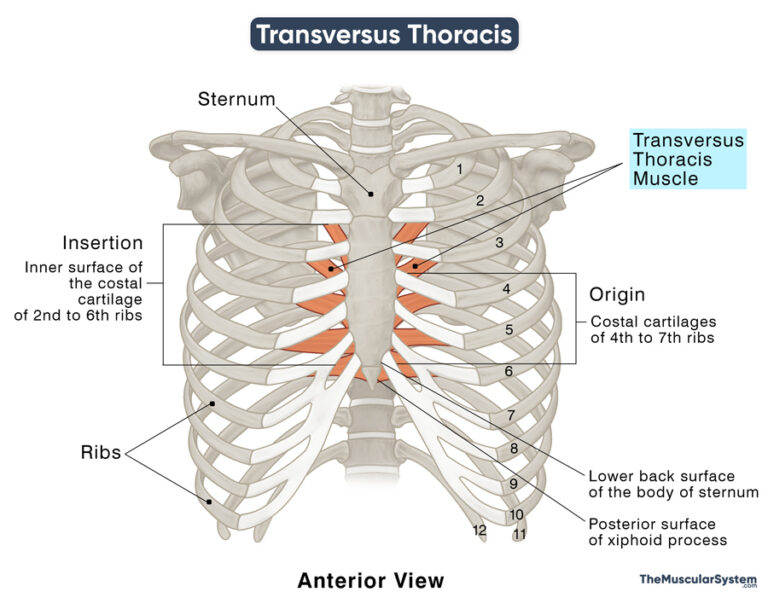 Transversus Thoracis: Origin, Insertion, Action, Diagram