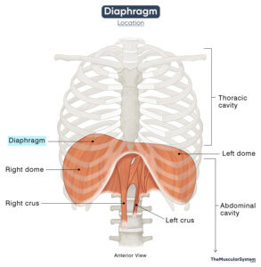 Diaphragm: Origin, Insertion, Openings, Function, Diagram