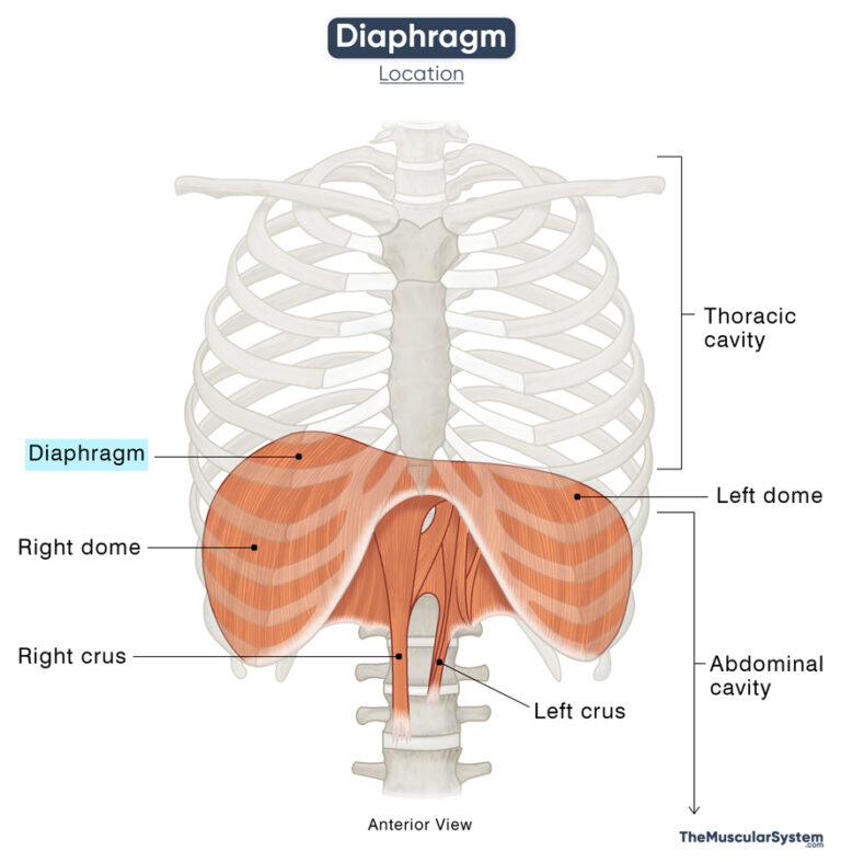 Diaphragm Origin Insertion Openings Function Diagram